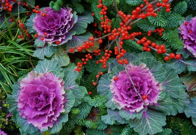 8 coloridas flores de invierno que debes conocer: la col rizada ornamental