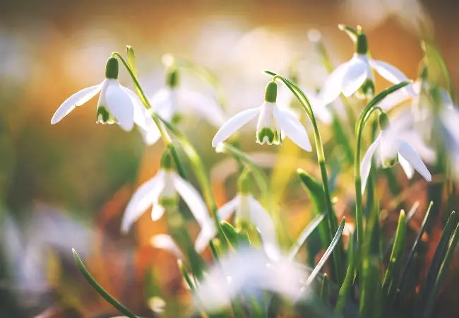 8 lule shumëngjyrëshe të dimrit që duhet të dini - Snowdrop