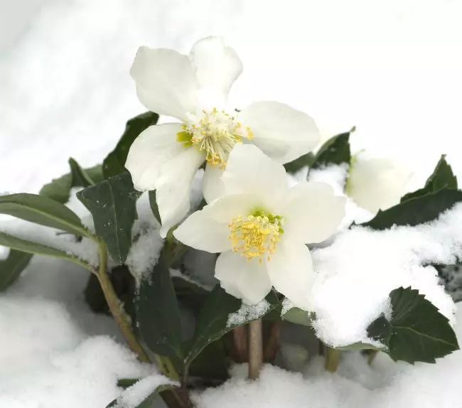 8 πολύχρωμα λουλούδια του χειμώνα που πρέπει να γνωρίζετε - The Christmas Rose