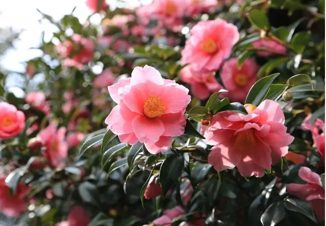 8 lule shumëngjyrëshe të dimrit që duhet të dini - Trëndafili i Camellia