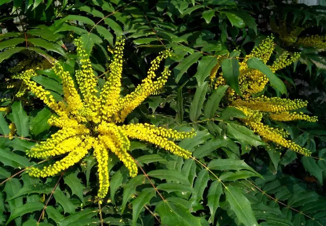 ზამთრის 8 ფერადი ყვავილი, რომელიც უნდა იცოდეთ - ზამთრის მზე მაჰონია