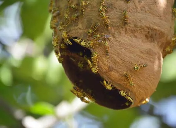मधुमक्खी और ततैया प्रूफिंग