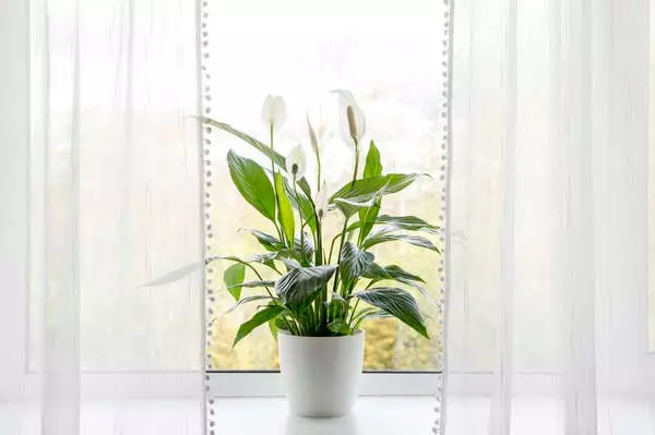 皿庭の植物