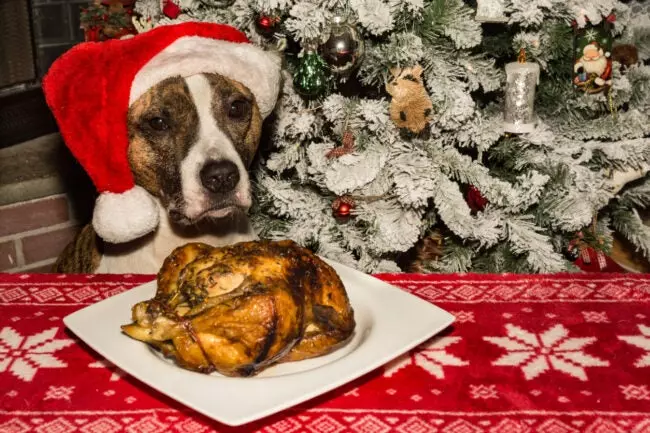 Holiday Pet Safety