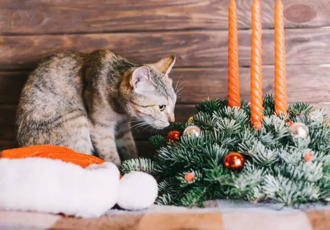 Holiday Pet Safety