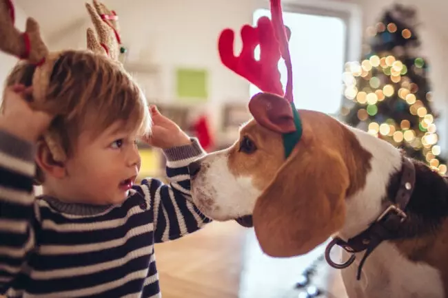 Holiday Pet Safety