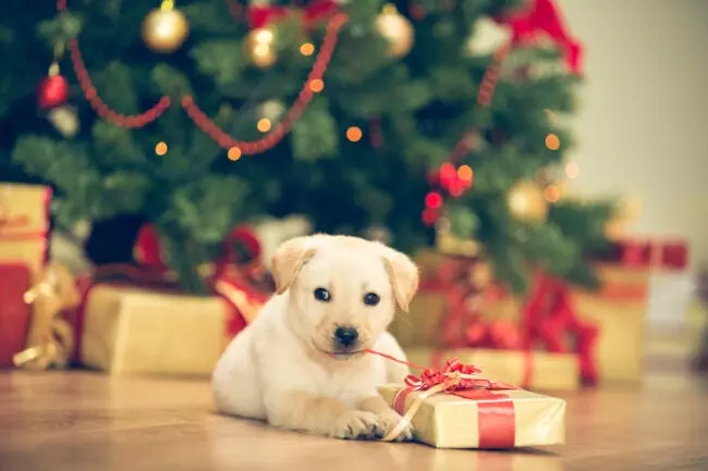 Holiday Pet Safety