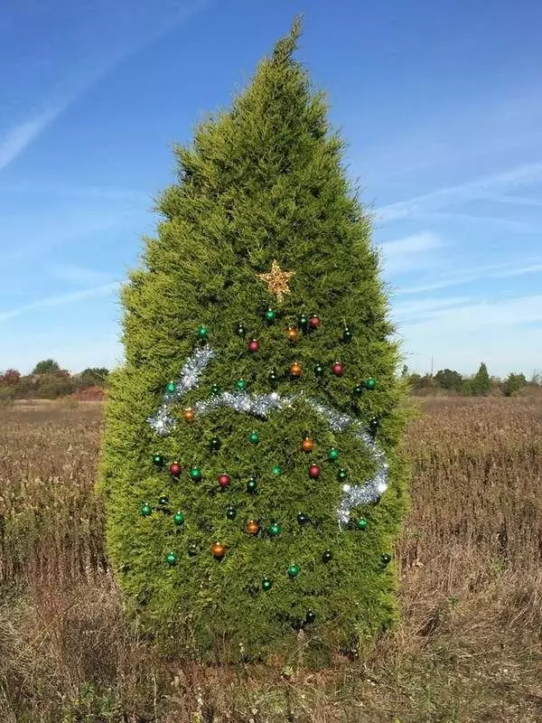 Árvore de Natal parece escassa
