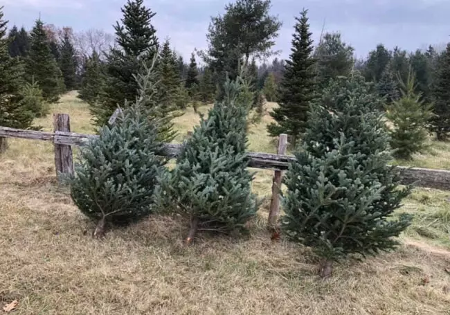 La migliore opzione di servizio di consegna dell'albero di Natale: alberi di Natale ora