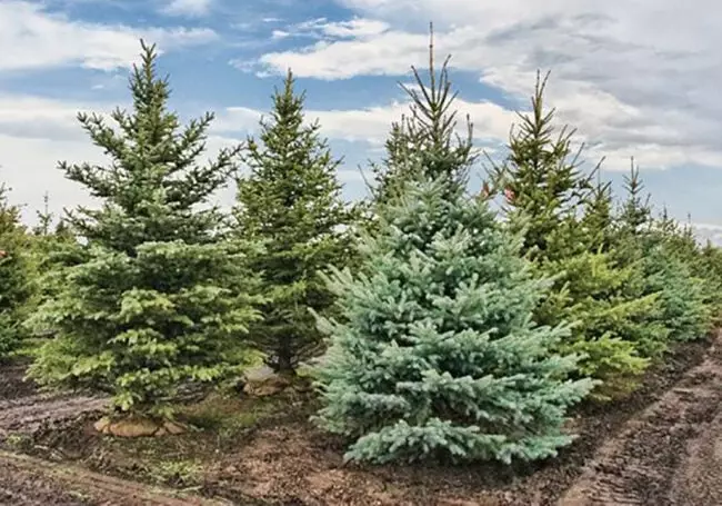 La migliore opzione di servizio di consegna dell'albero di Natale: Walddie