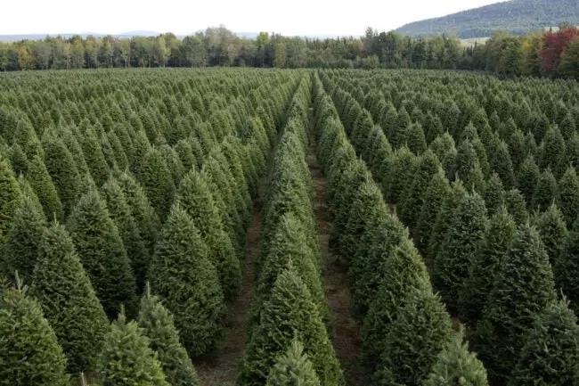 La migliore opzione di servizio di consegna dell'albero di Natale: alberi di Natale nella posta