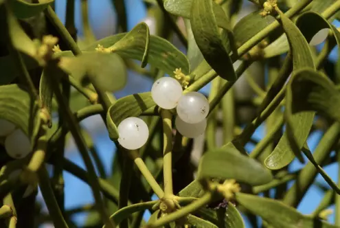 ບ່ອນທີ່ຊອກຫາ Mistletoe - ຫມາກມີເນື້ອ, ໃບ, ລໍາຕົ້ນ