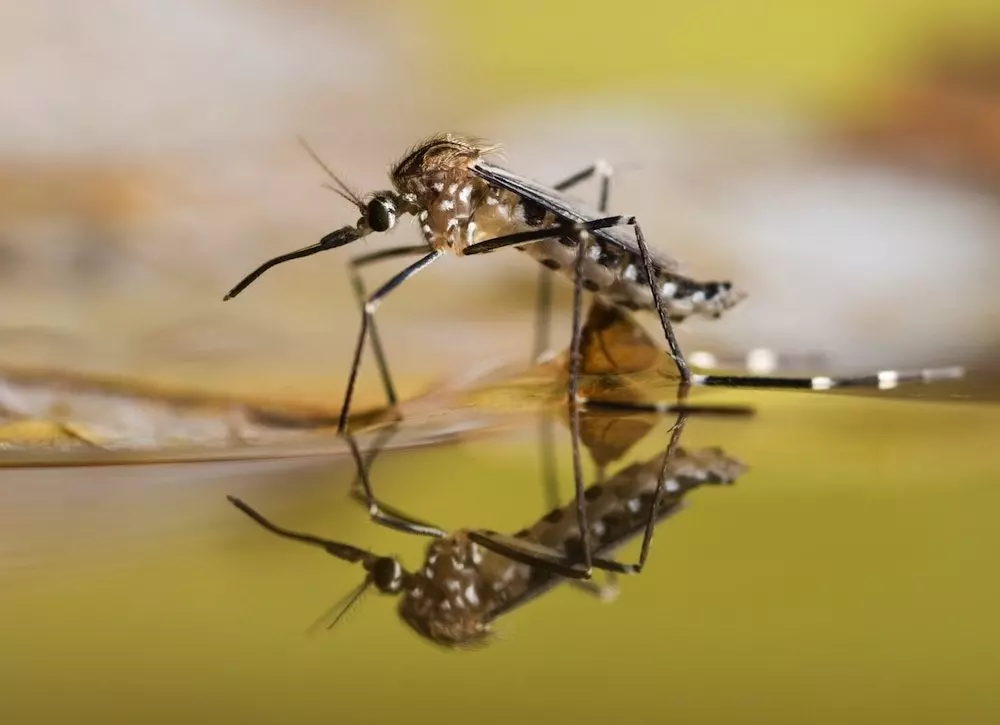 5 कीटक जे तुमच्या गटरमध्ये राहतात - आणि तुम्ही त्याबद्दल काय करू शकता
