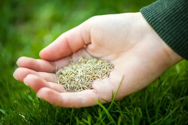 As mellores opcións de sementes de herba_Imaxe principal