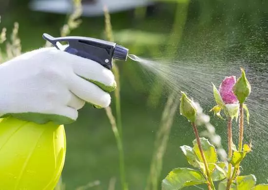 Domowy spray do roślin