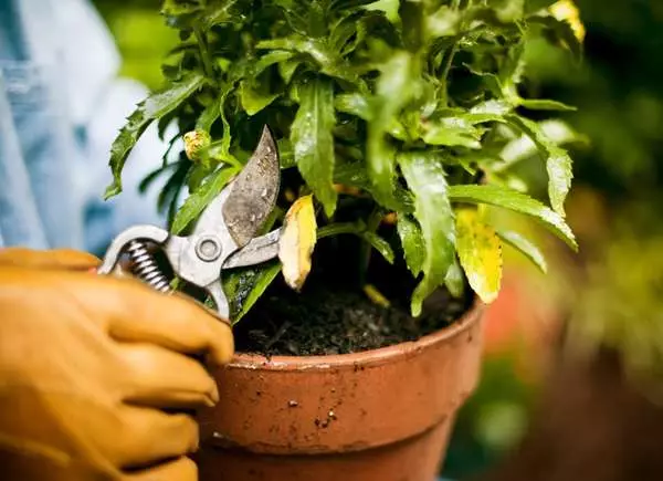 Zbliżenie dłoni w rękawiczce trzymającej narzędzie do przycinania obok rośliny