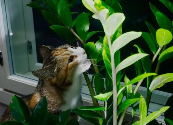 Rośliny liżące koty
