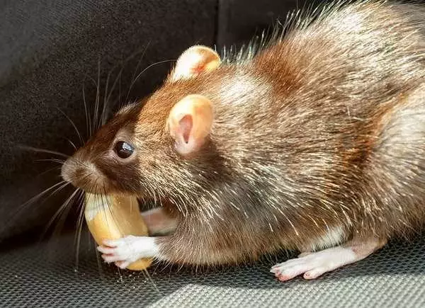 Rat nan mi yo