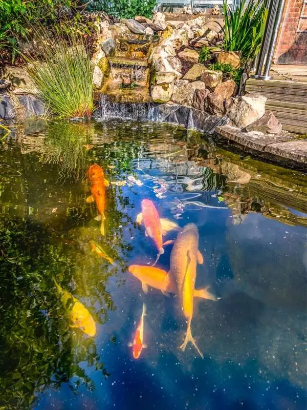 Pond Waasserfall Iddien Koi