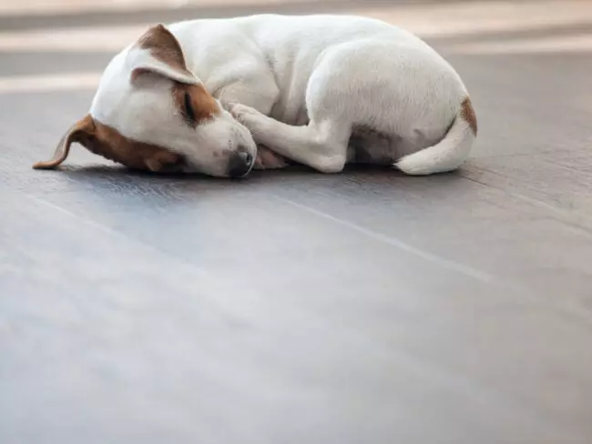 Beste vloeren voor hondenopties