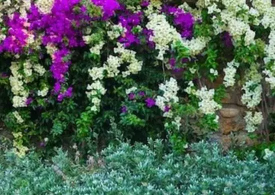 Wall Gardens