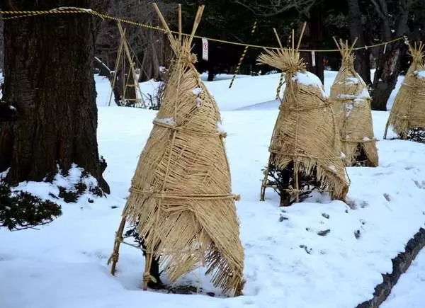 Protexer as plantas de inverno