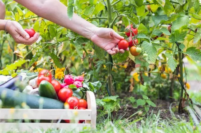 Tips Tanam Suksesi kanggo Panen Kebon Sayuran Paling Apik