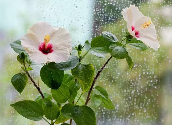 plantes d'hiver à l'intérieur