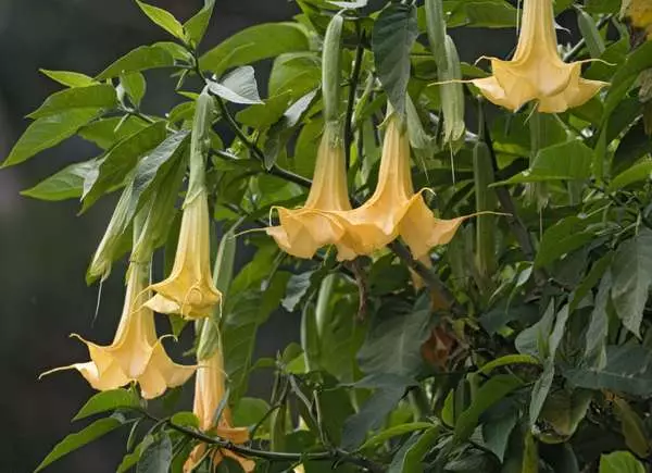 planten winter binnen engelen trompet