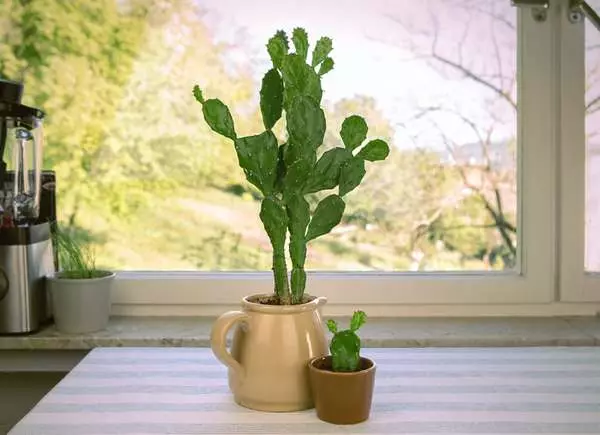 planten winter binnen cactussen