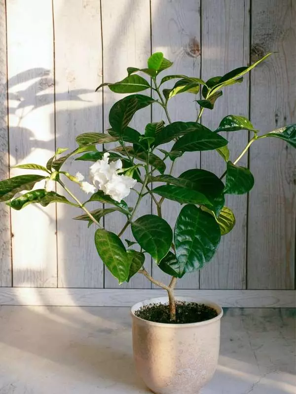 planten winter binnenshuis tropische jasmijn