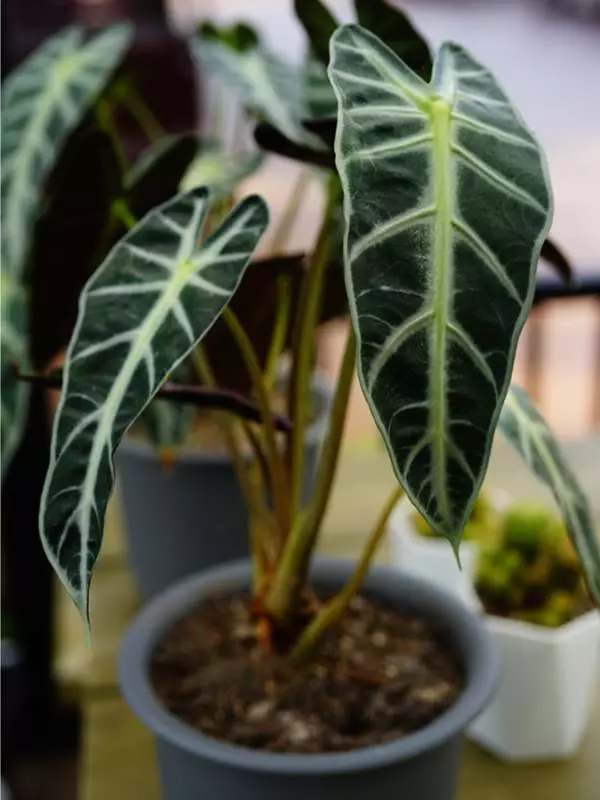 planten winter binnen olifantenoren