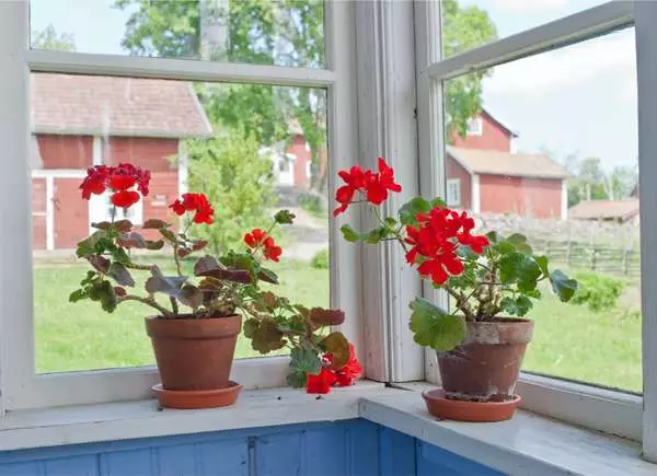 pflanzen überwintern drinnen geranien