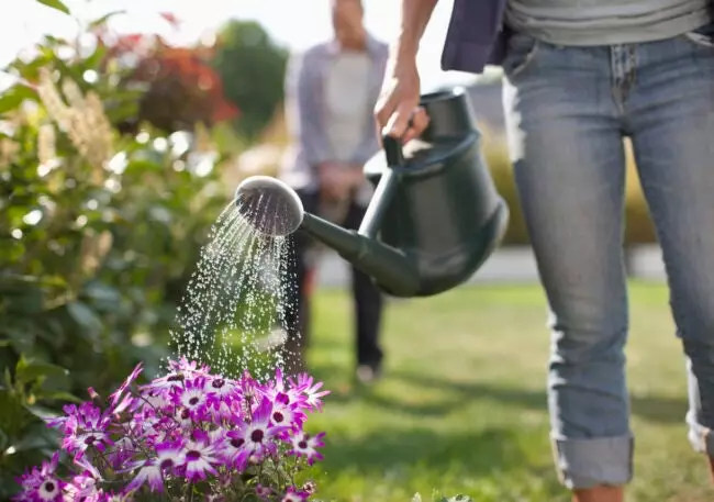 Hva du bør og ikke bør gjøre ved å vanne planter