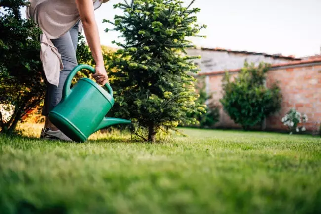 De do's en don'ts van planten water geven Bomen water geven