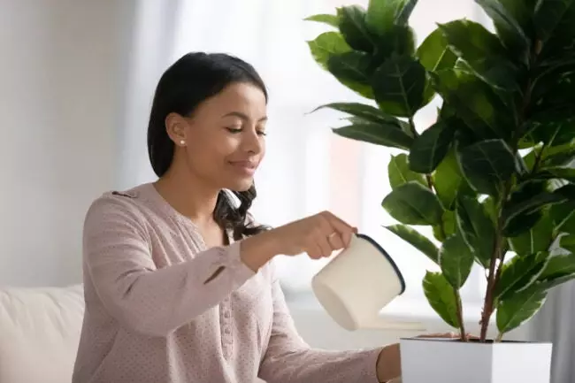 Hva du bør og ikke bør gjøre ved å vanne planter Vanning av innendørs planter