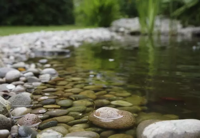 Kako zgraditi ribnik na svojem dvorišču - in ga vzdrževati