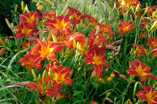 anglické záhradné kvety