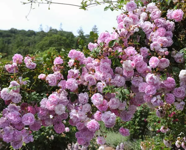 انگریزی باغ کے پھول