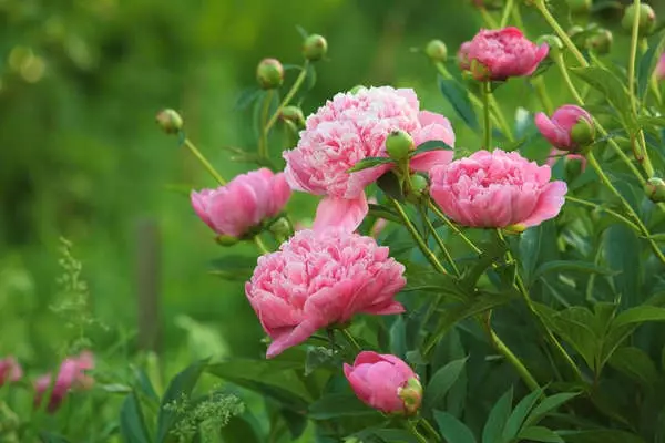 anglické záhradné kvety