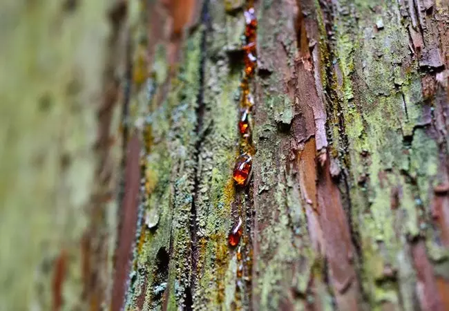 Com eliminar la saba de l'arbre