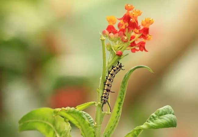 Làm thế nào để thoát khỏi sâu bướm trong vườn