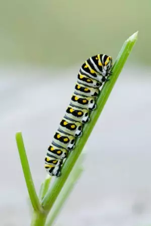 Meriv Meriv Çawa Ji Caterpillars Rabike