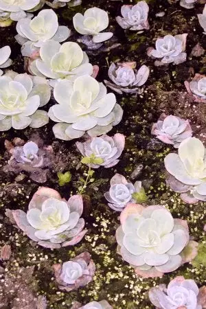 如何繁殖多肉植物 - 從葉子中發芽的多肉植物