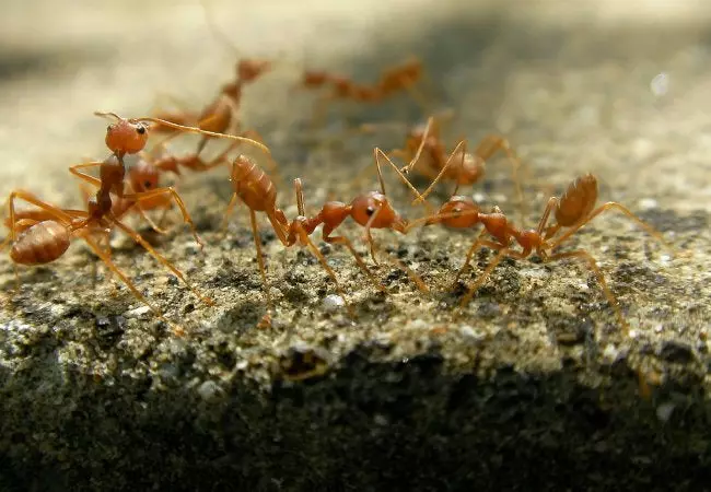 Jak se zbavit ohnivých mravenců