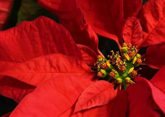 Giftige kerstplanten