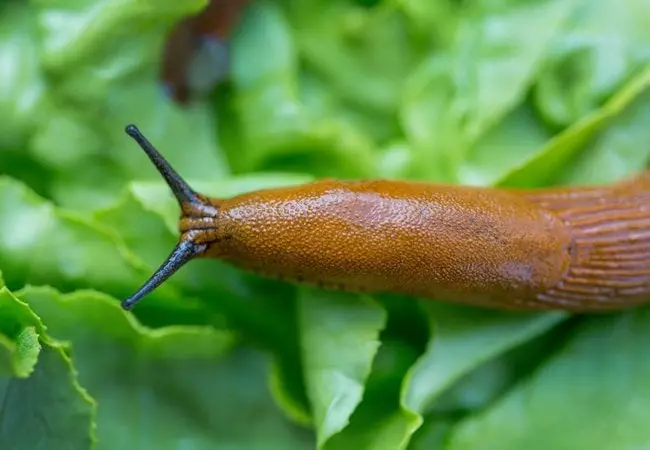 bagaimana untuk menghilangkan slug