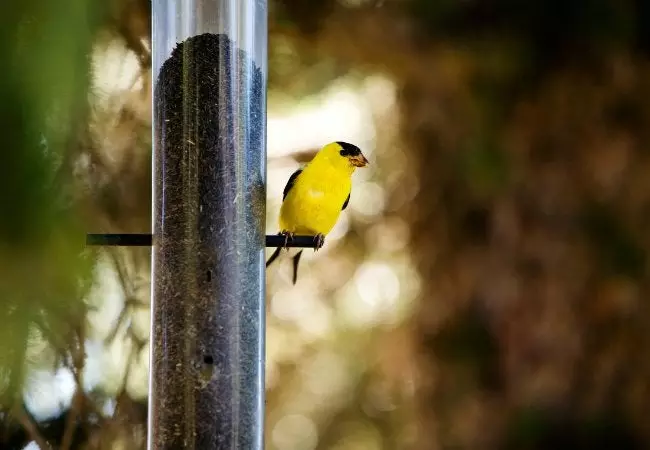 ငှက်များကို ဆွဲဆောင်နည်း - Bird Feeder