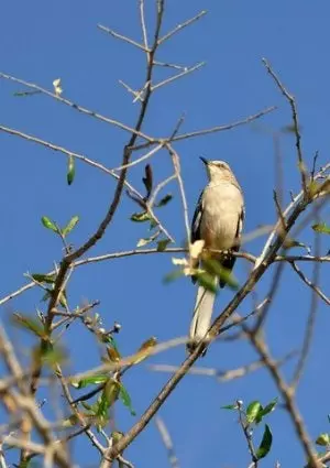 Nola erakarri txoriak - Mockingbird