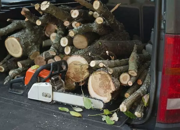 Die Lagerung von Brennholz im Inneren verursacht Schimmel